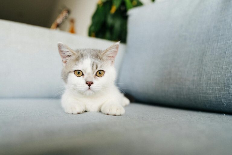 The Entrepreneurial Rise of Cat Genetic Testing in the Pet Health ...